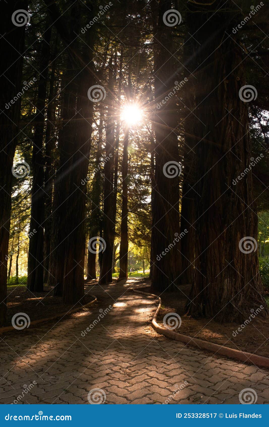 Ray of Light through the Forest in Summertime Stock Image - Image of ...