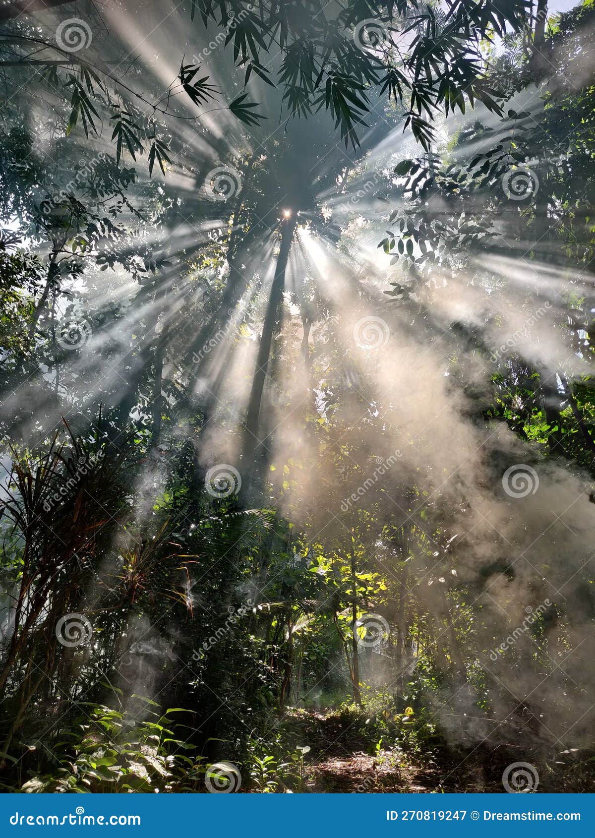 Ray of Light in the Jungle stock image. Image of plant - 270819247