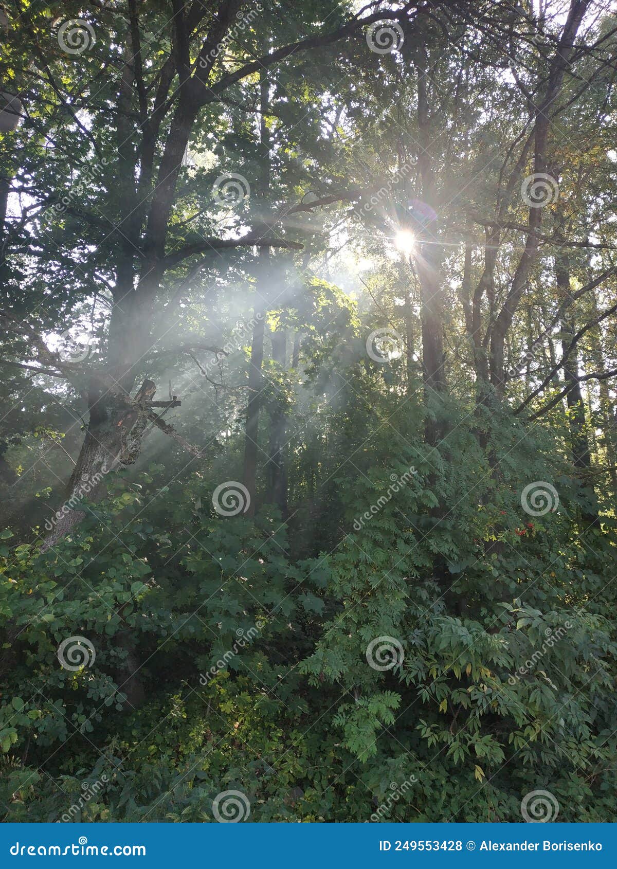 Ray of Light near Trees stock photo. Image of evenig - 249553428
