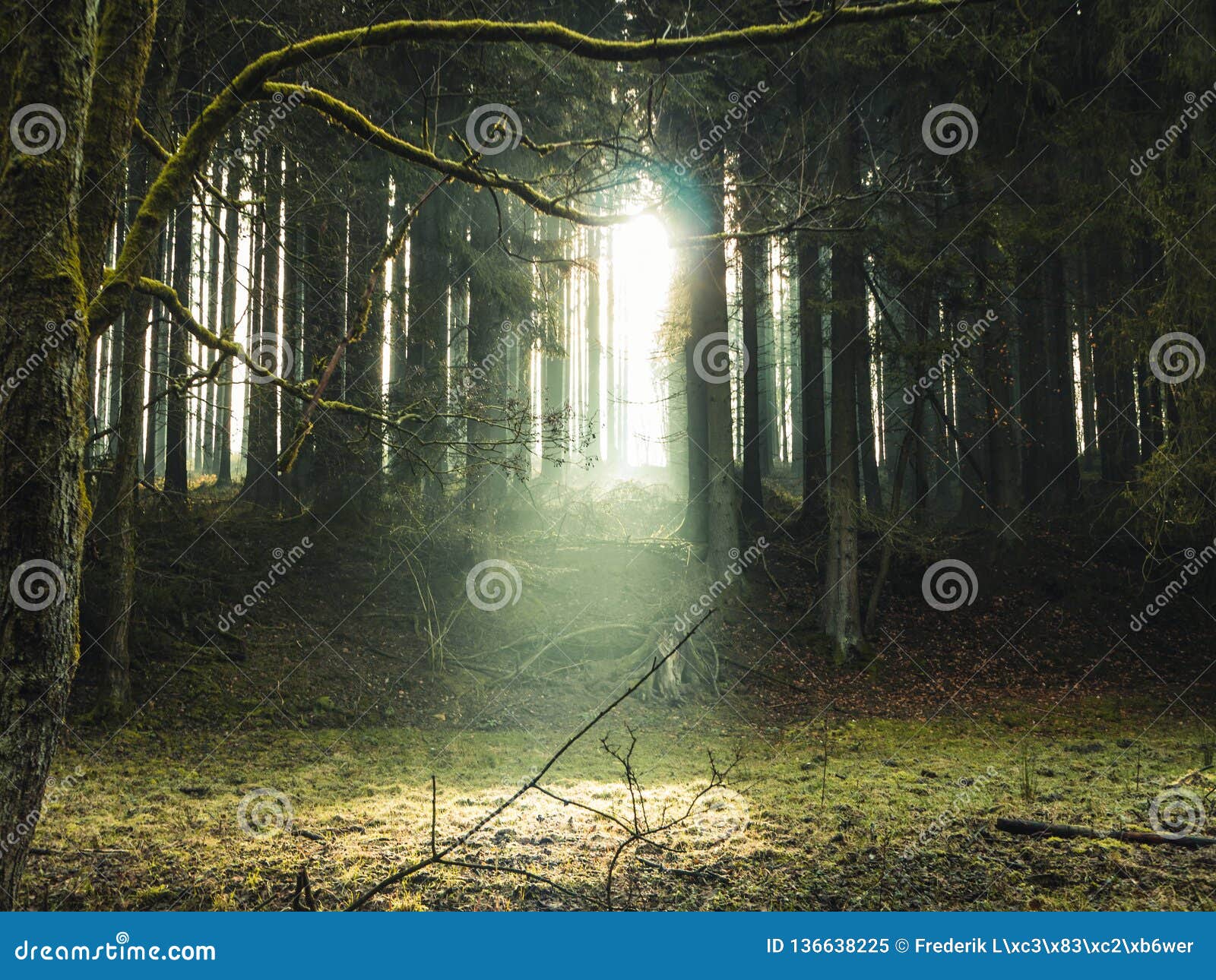 Ray of Light Shining through the Trees Stock Image - Image of misty ...