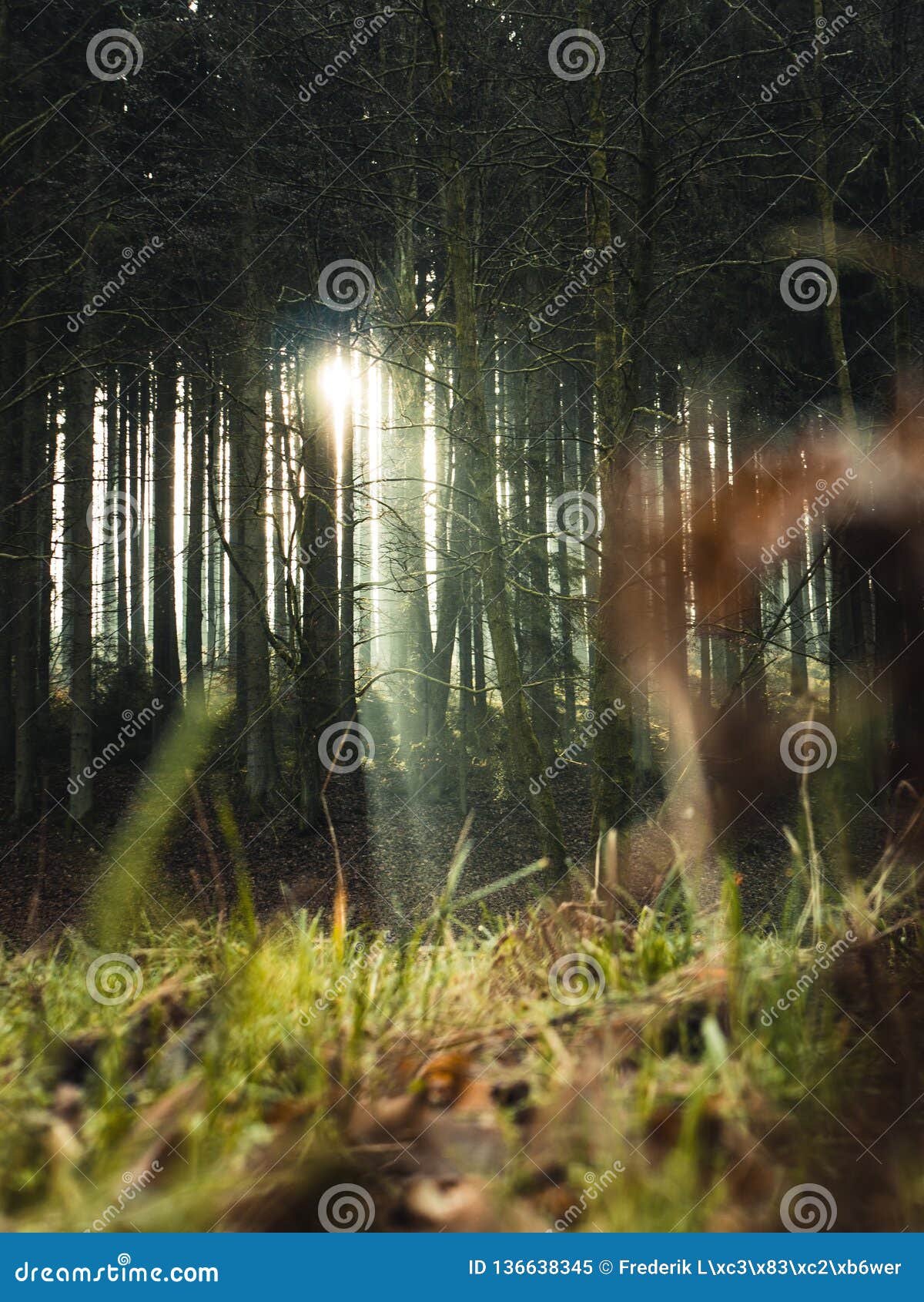 Ray of Light Shining through the Trees Stock Image - Image of forest ...