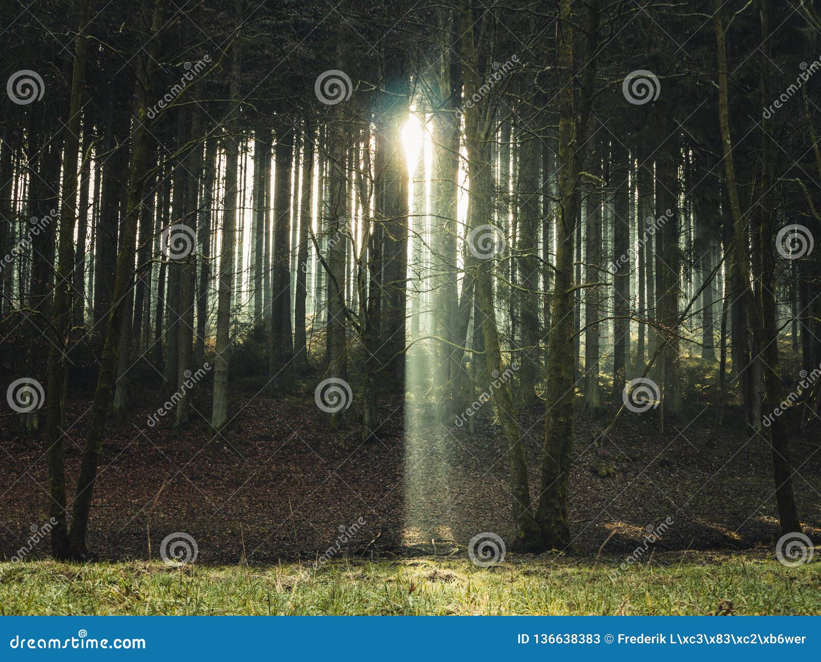 Ray of Light Shining through the Trees Stock Image - Image of ...