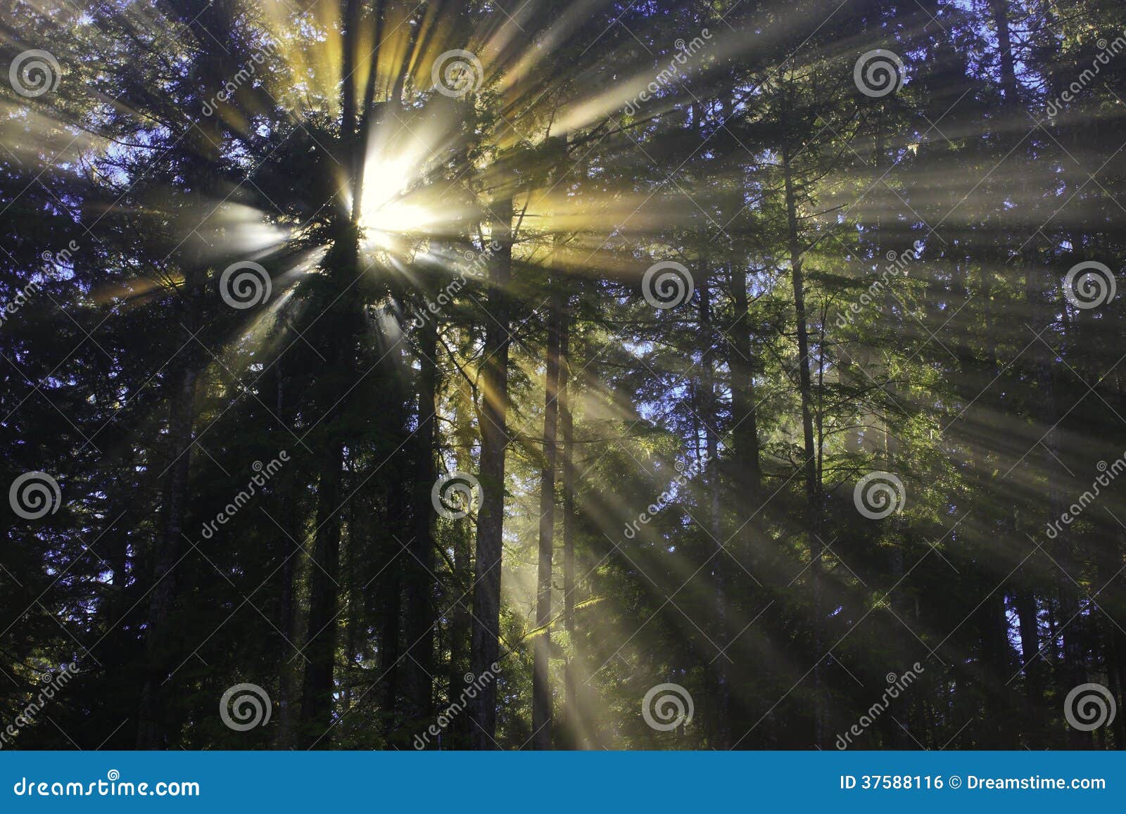 Ray of light in the trees stock photo. Image of landscape - 37588116