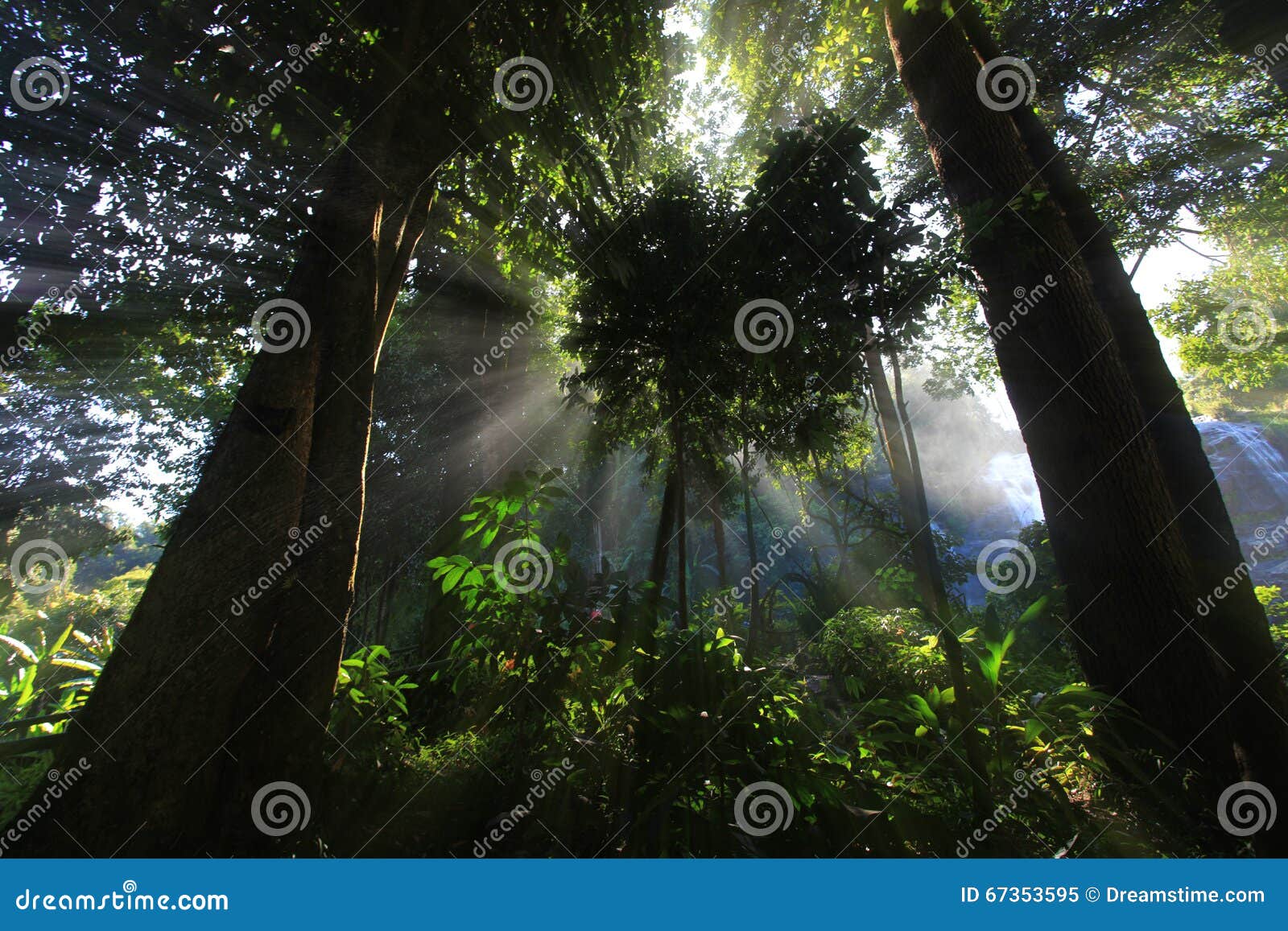 Ray of light through trees stock image. Image of landscape - 67353595