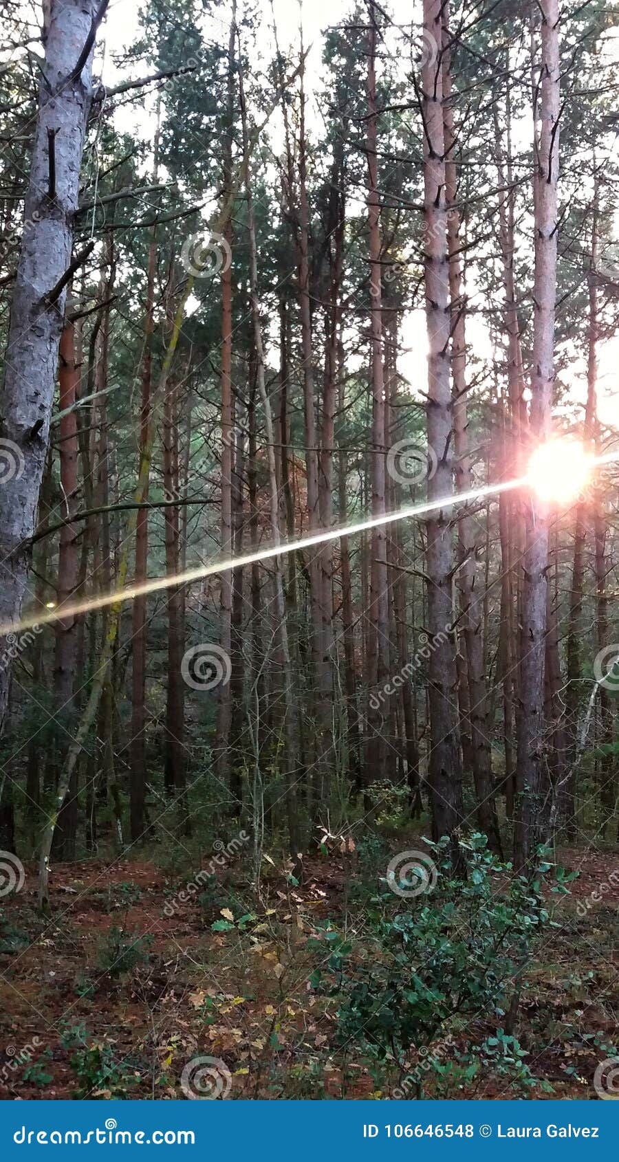 Ray of Light between the Trees Stock Photo - Image of trekking, forest ...