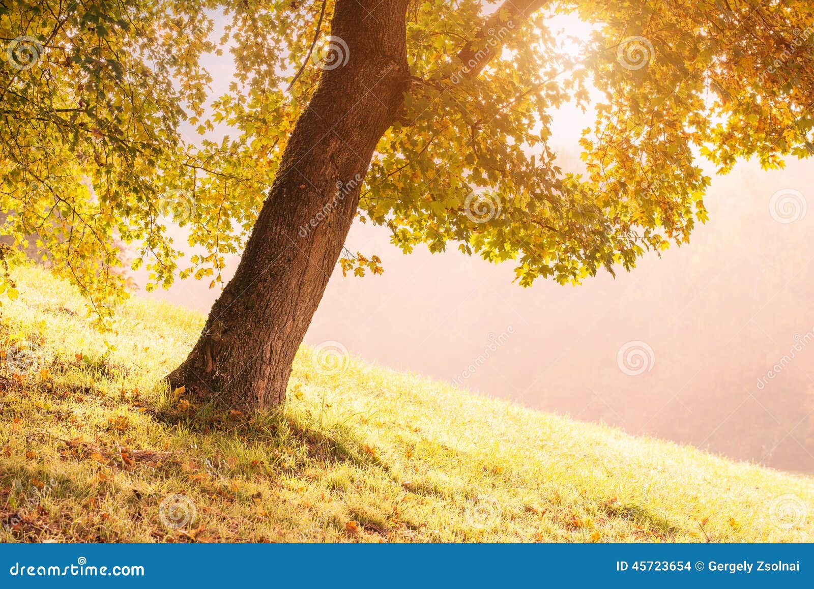 Ray of Light through the Trees in the Misty Morning Stock Photo - Image ...
