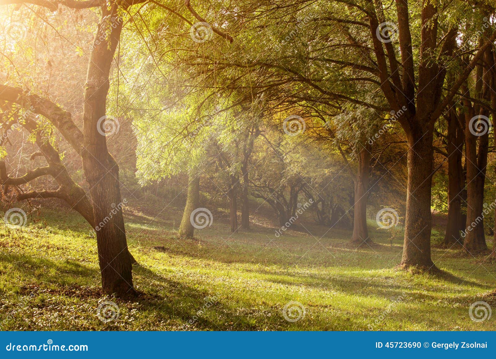 Ray of Light through the Trees in the Misty Morning Stock Photo - Image ...