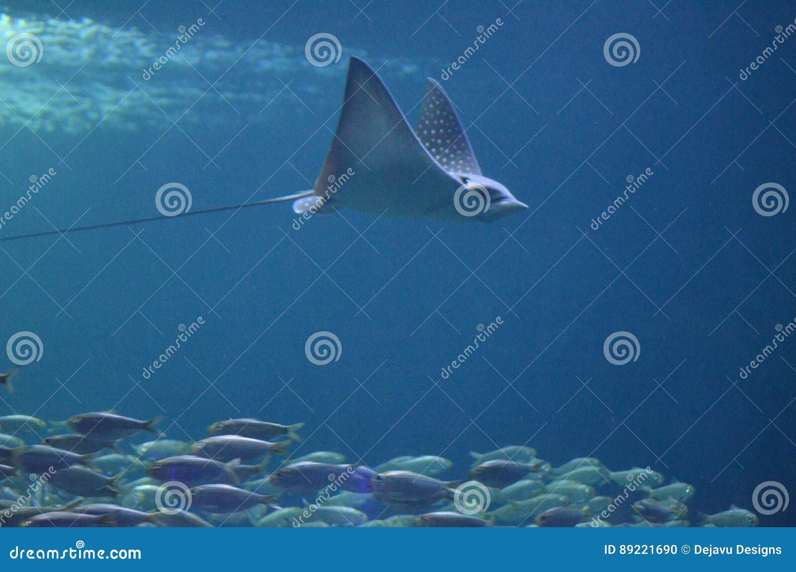 Ray with a Long Tail Swimming Above Schooling Fish Stock Photo - Image ...