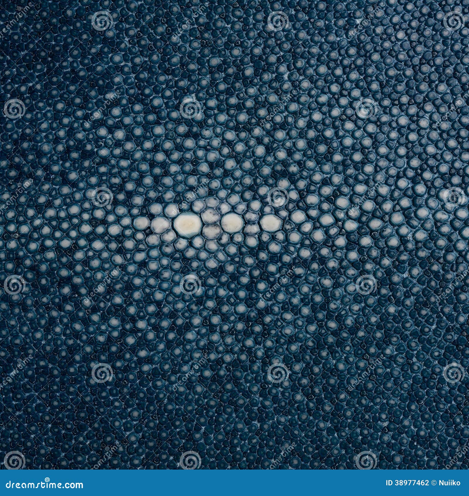 Ray skin with texture stock photo. Image of imitation - 38977462