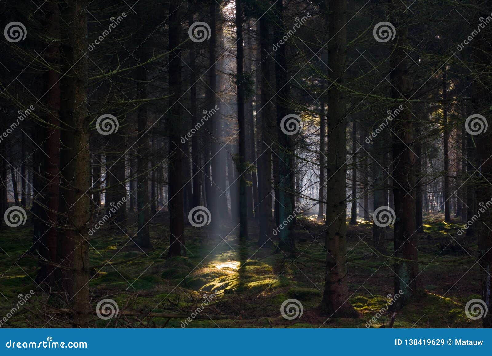 Ray of sun in dark forests stock image. Image of mystery - 138419629