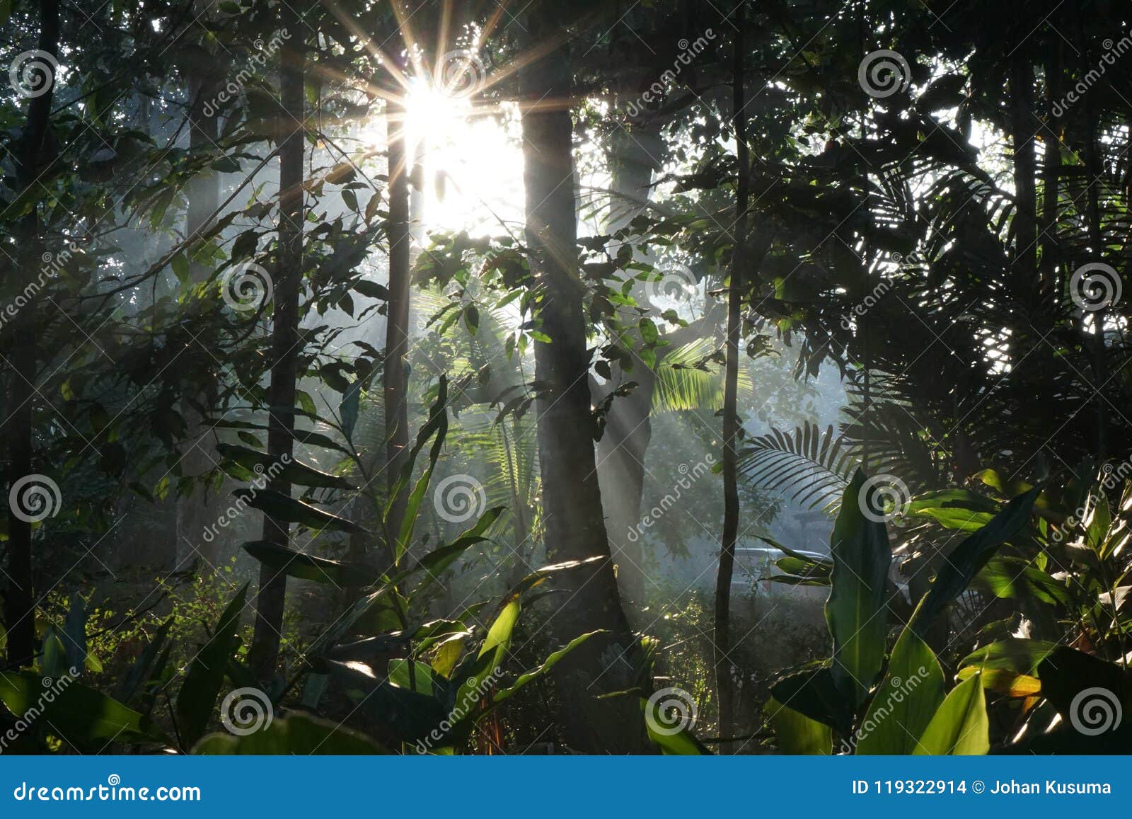 Ray of Sun Light in the Forest Stock Photo - Image of green, jungle ...