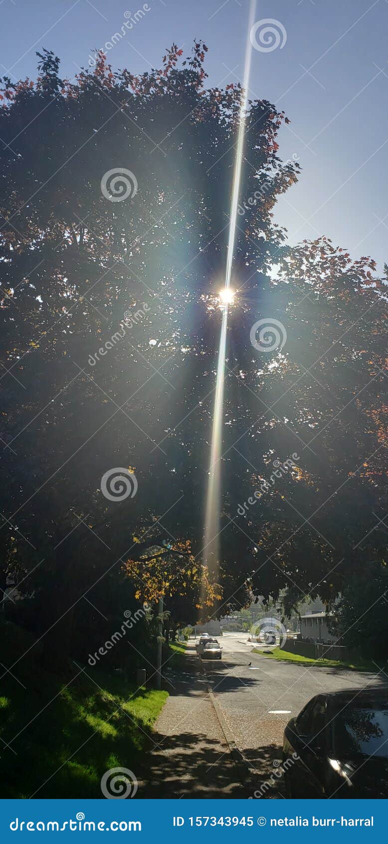 Ray of sun stock image. Image of tree, bright, shining - 157343945