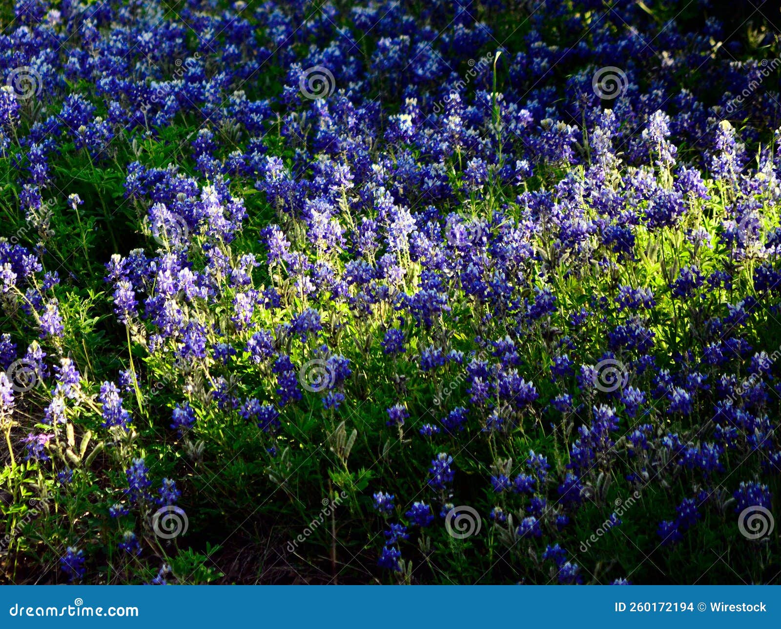 Ray of Sun on a Wild Bluebonnets in the Field Stock Photo - Image of ...