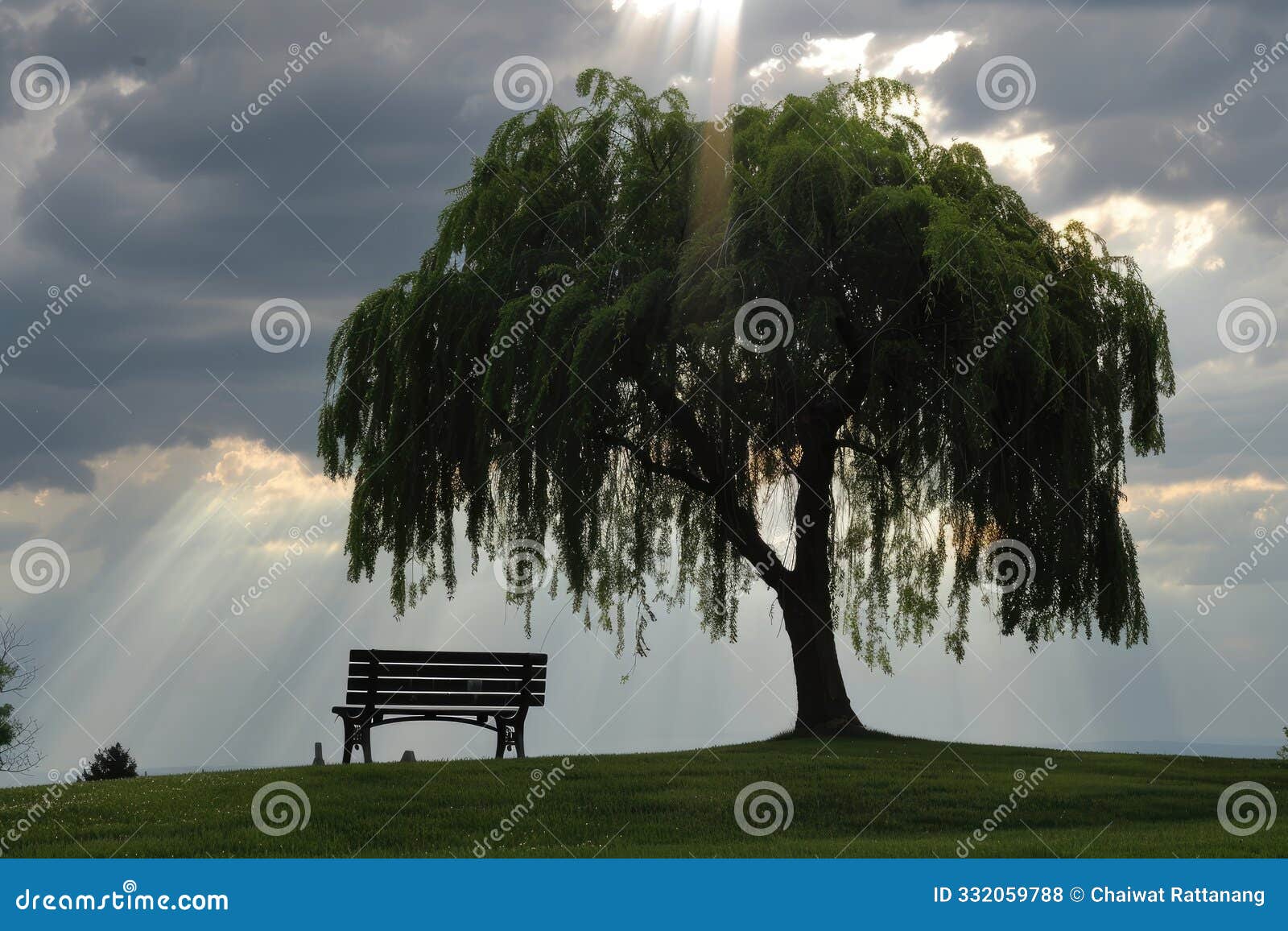 Ray of Sunlight on Lonely Bench in Cemetery Under Weeping Willow Tree ...