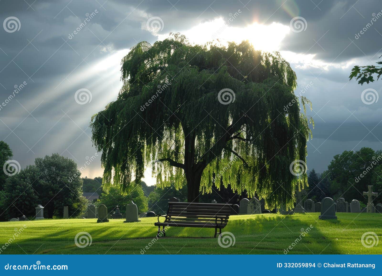 Ray of Sunlight on Lonely Bench in Cemetery Under Weeping Willow Tree ...
