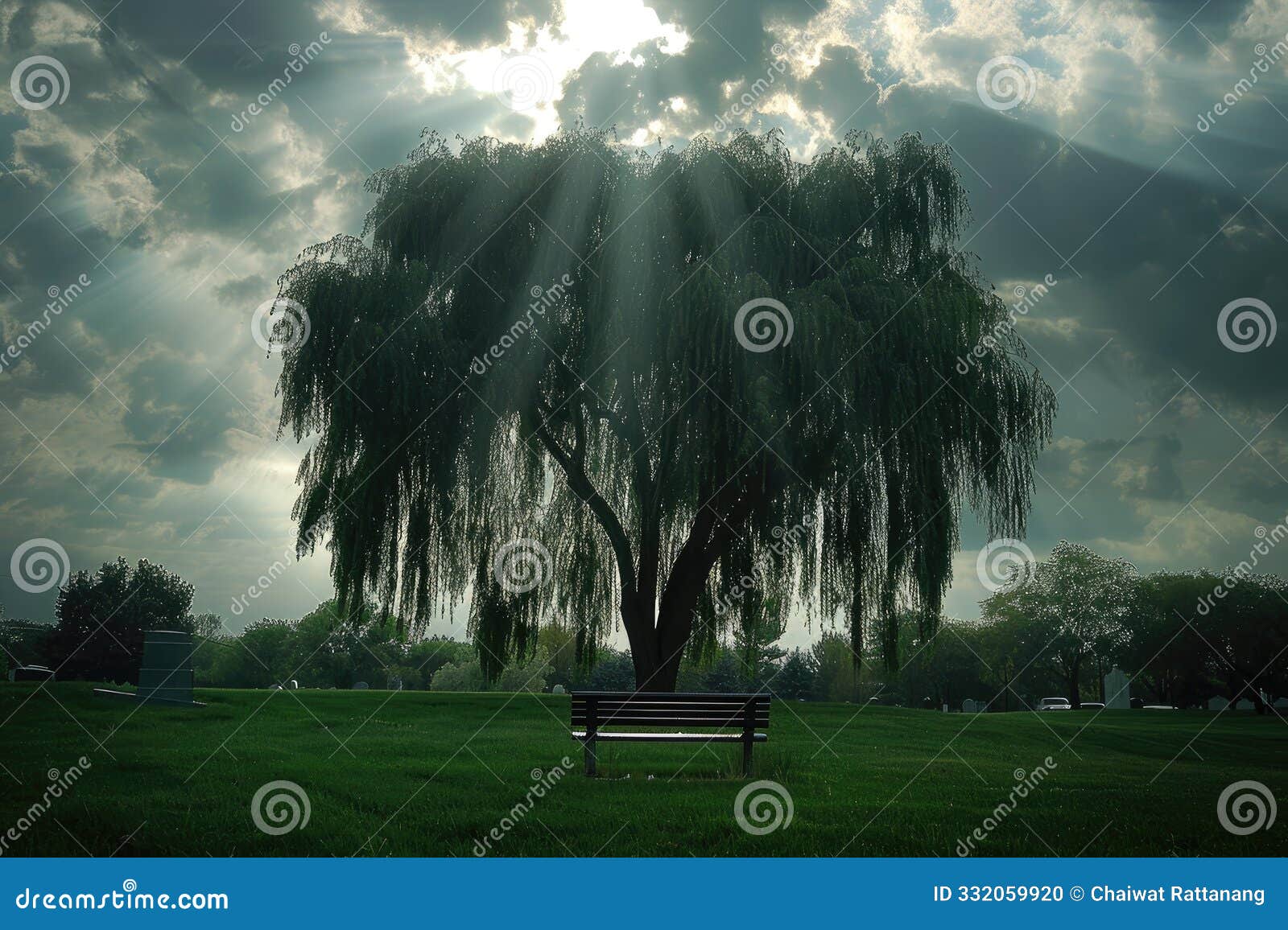 Ray of Sunlight on Lonely Bench in Cemetery Under Weeping Willow Tree ...
