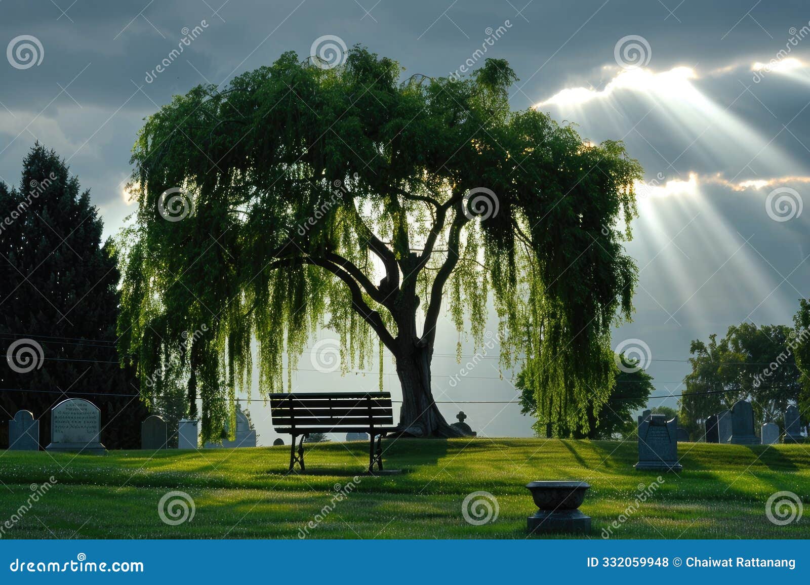 Ray of Sunlight on Lonely Bench in Cemetery Under Weeping Willow Tree ...