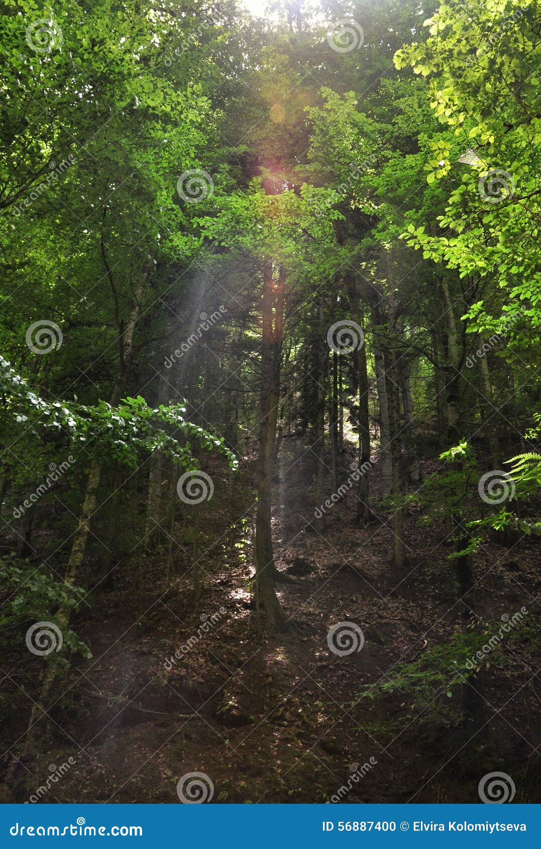 Ray of Sunlight Making the Way through the Treetops Stock Photo - Image ...