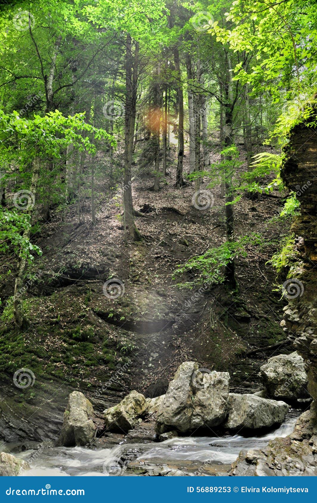Ray of Sunlight Making the Way through the Treetops Stock Image - Image ...