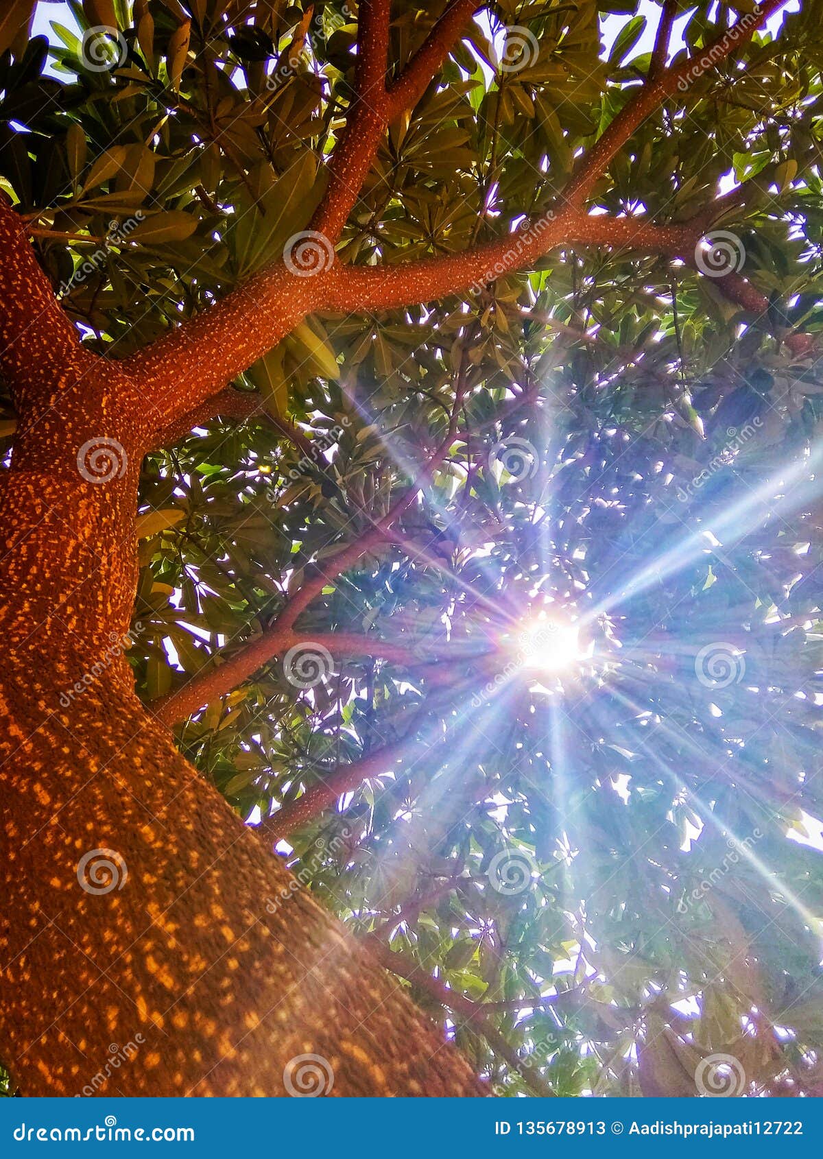 A Ray of Sunlight in a Tree Stock Image - Image of nice, flowers: 135678913