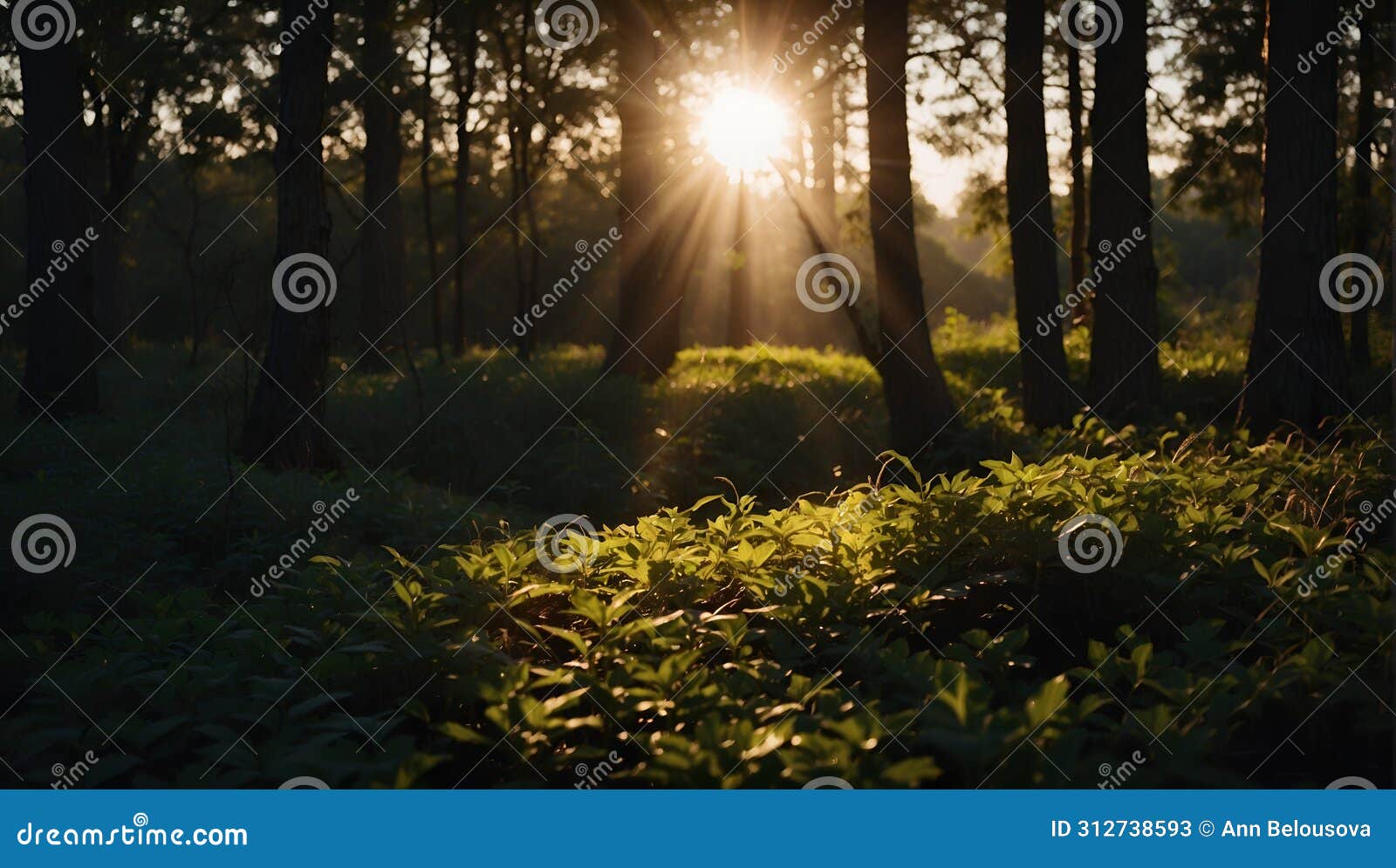 A Ray of Sunlight through the Trees in the Forest Stock Illustration ...