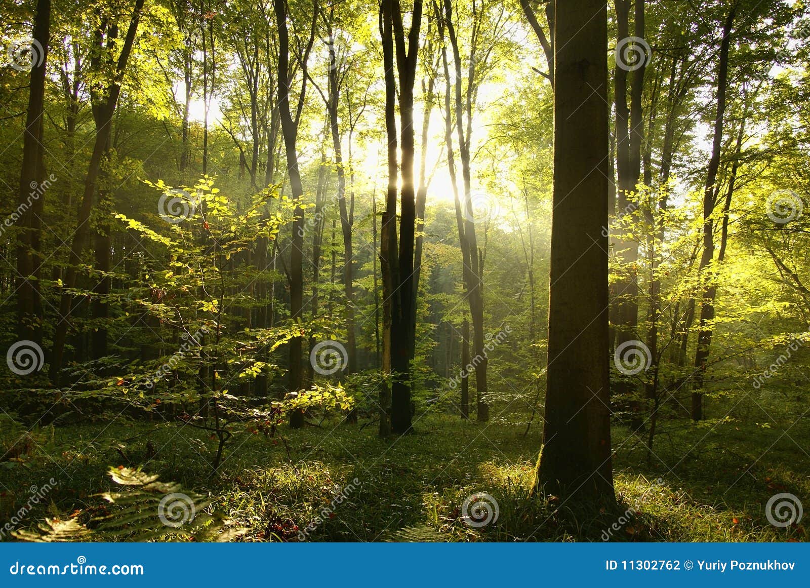 Ray of sunshine stock photo. Image of morning, forest - 11302762