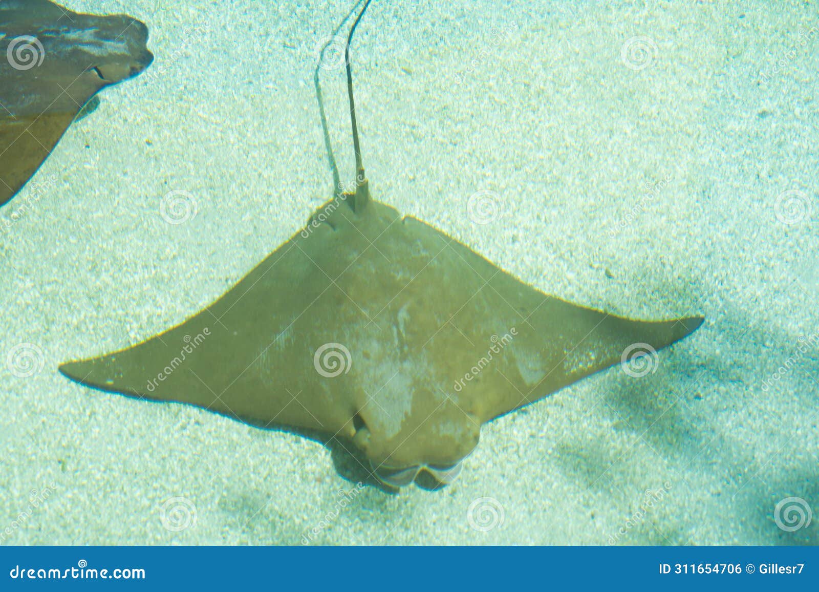 Ray Swimming in the Pool of a Public Park Stock Photo - Image of wild ...