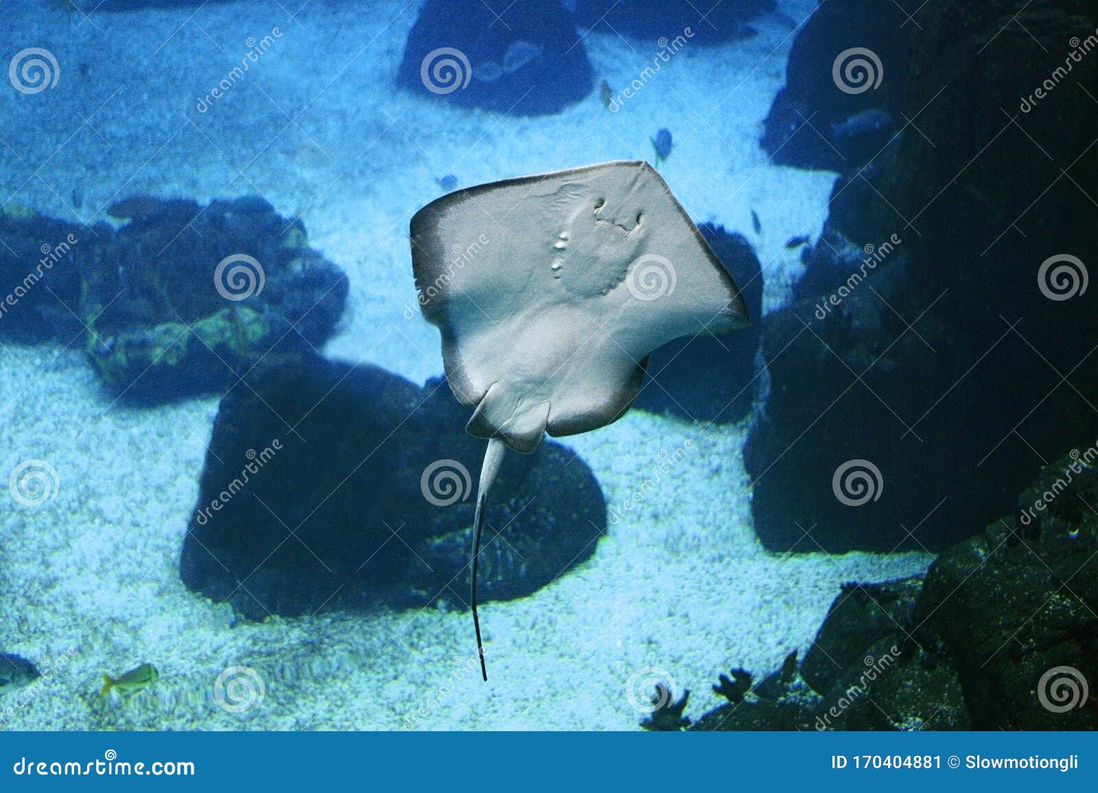 RAIE stock image. Image of wild, individual, ocean, full - 170404881