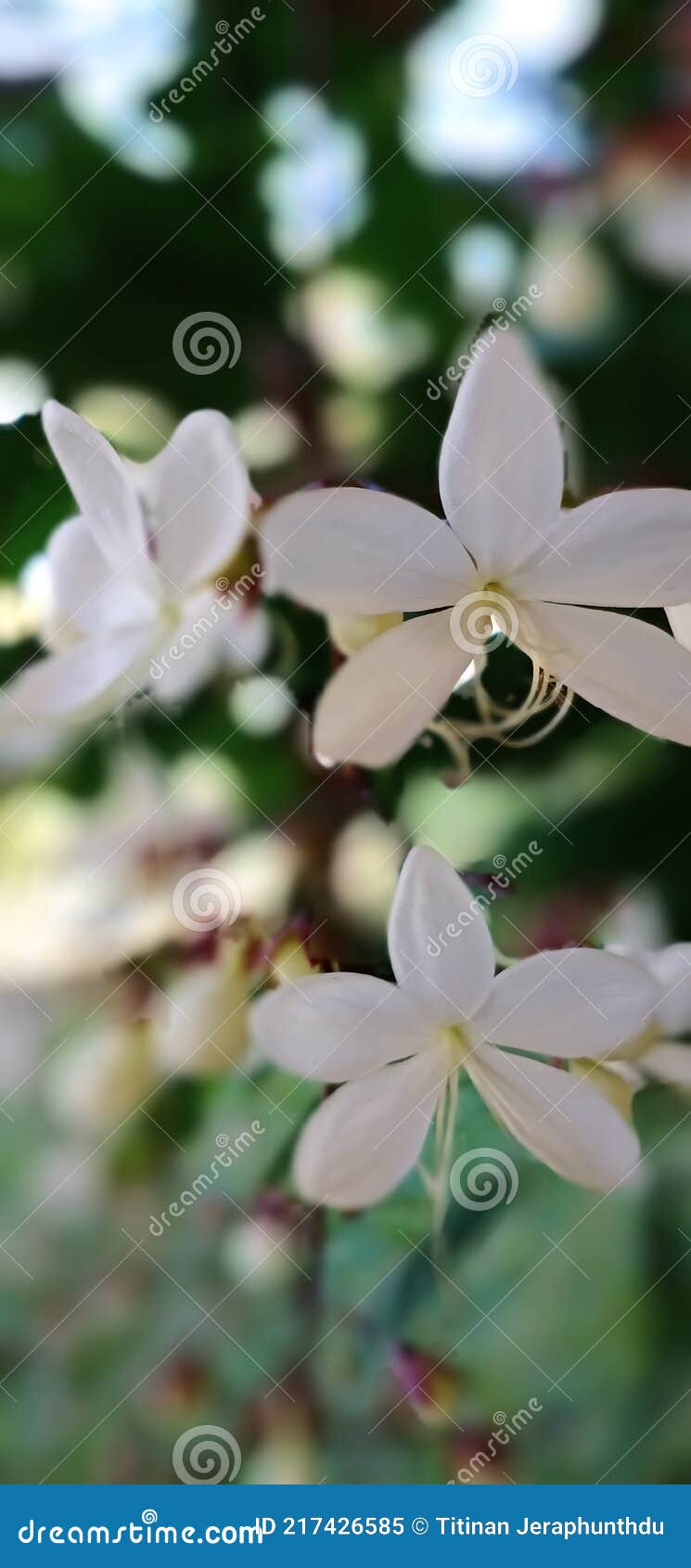Raya Tree, Clerodendrum Smithianum Stock Image - Image of green, white ...