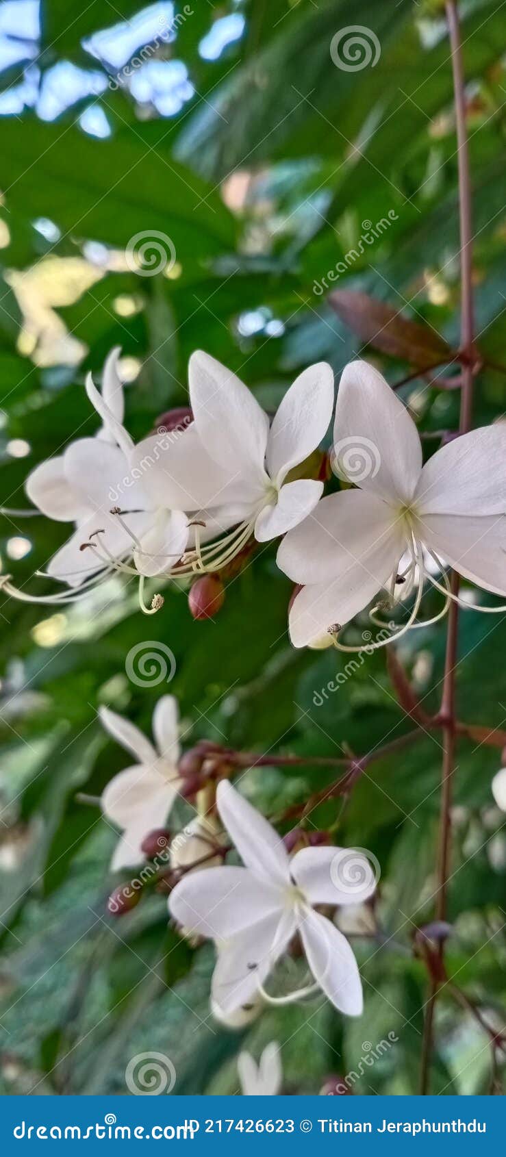 Raya Tree, Clerodendrum Smithianum Stock Image - Image of shrub, leaf ...