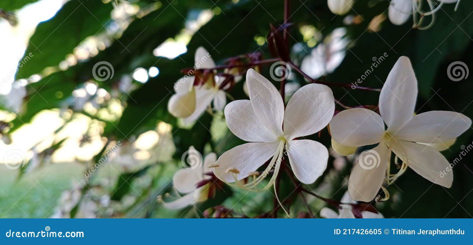 Raya Tree, Clerodendrum Smithianum Stock Image - Image of plant, lilac ...
