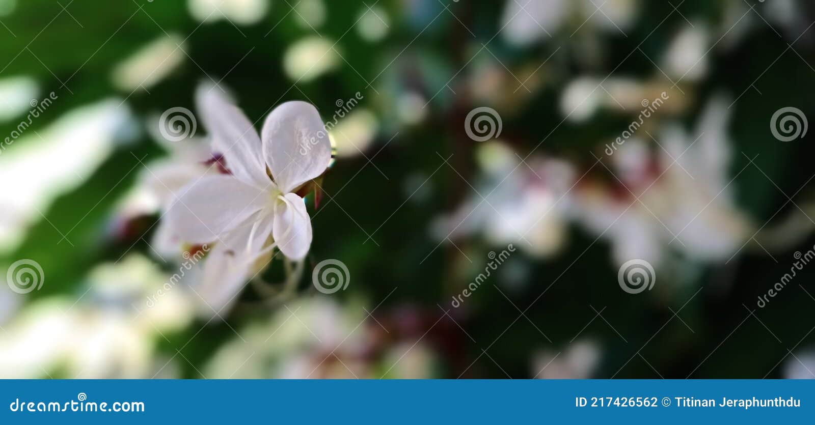 Raya Tree, Clerodendrum Smithianum with Green Leaf Stock Photo - Image ...