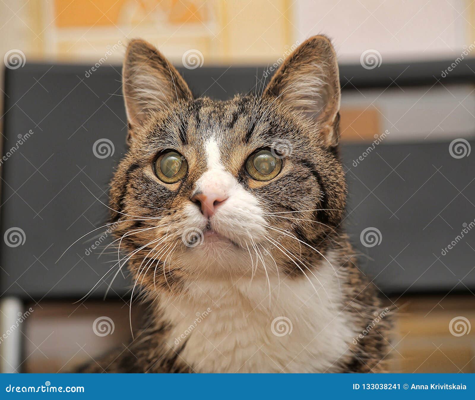 Rayado Con El Gato Ciego Blanco Imagen de archivo - Imagen de vagabundo ...