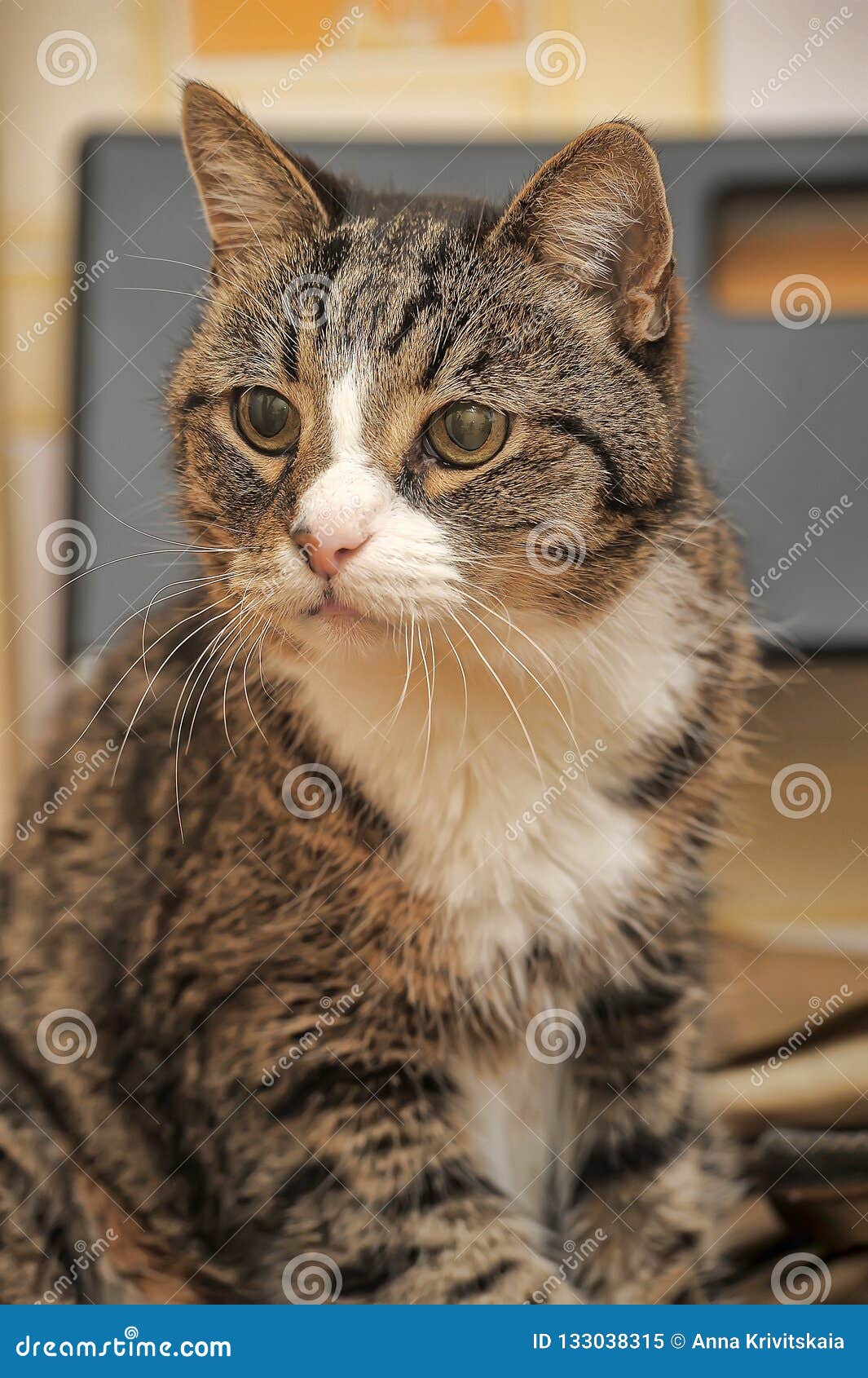 Rayado Con El Gato Ciego Blanco Imagen de archivo - Imagen de fondo ...