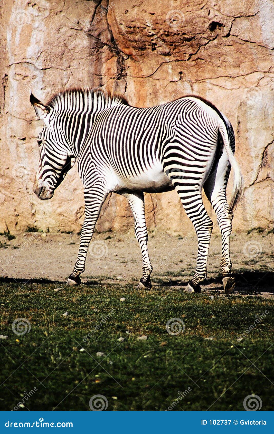 Rayas de la cebra imagen de archivo. Imagen de hermoso - 102737