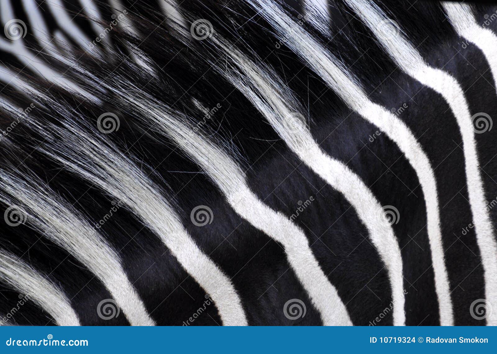 Rayas de la cebra foto de archivo. Imagen de texturas - 10719324