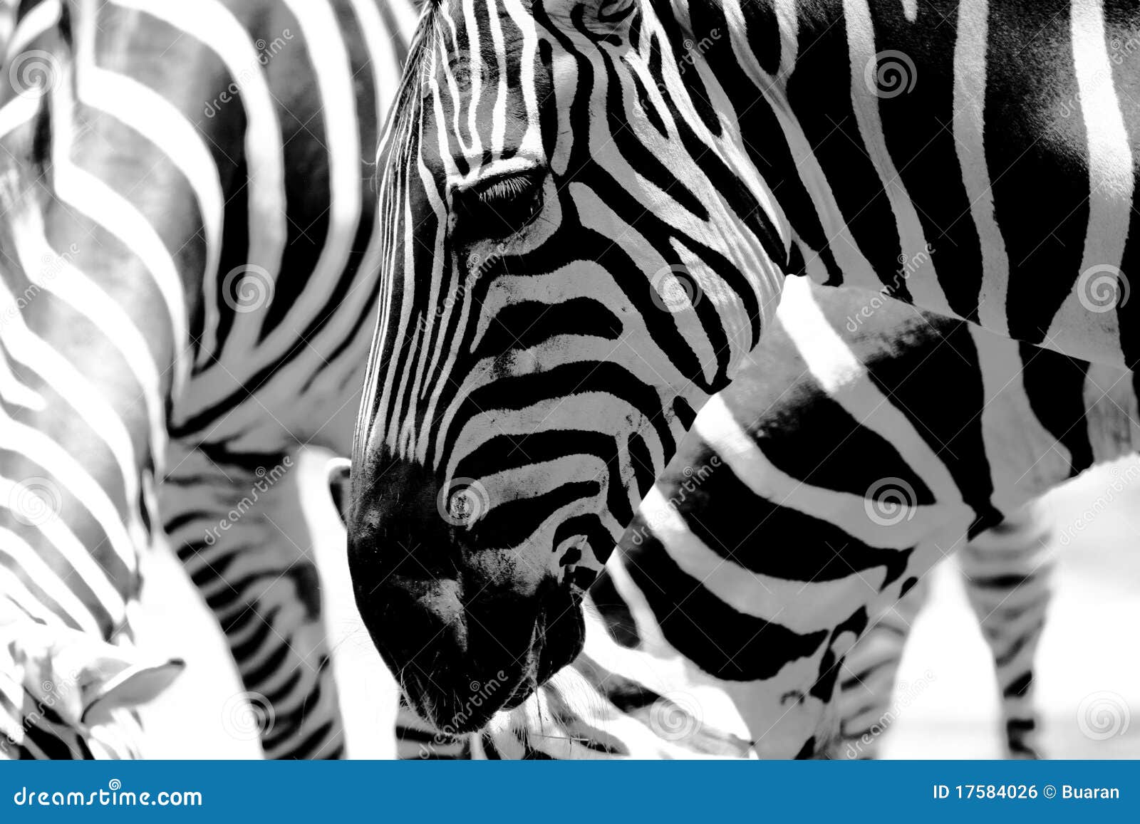 Rayas de la cebra foto de archivo. Imagen de rayas, cebra - 17584026