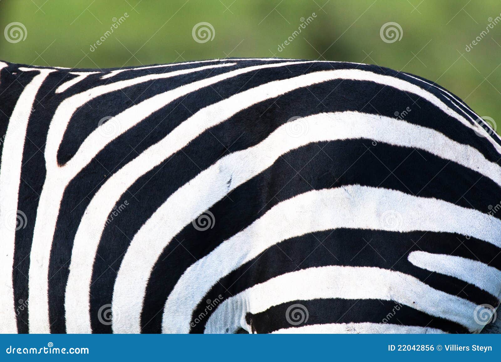 Rayas de la cebra foto de archivo. Imagen de piel, cubo - 22042856