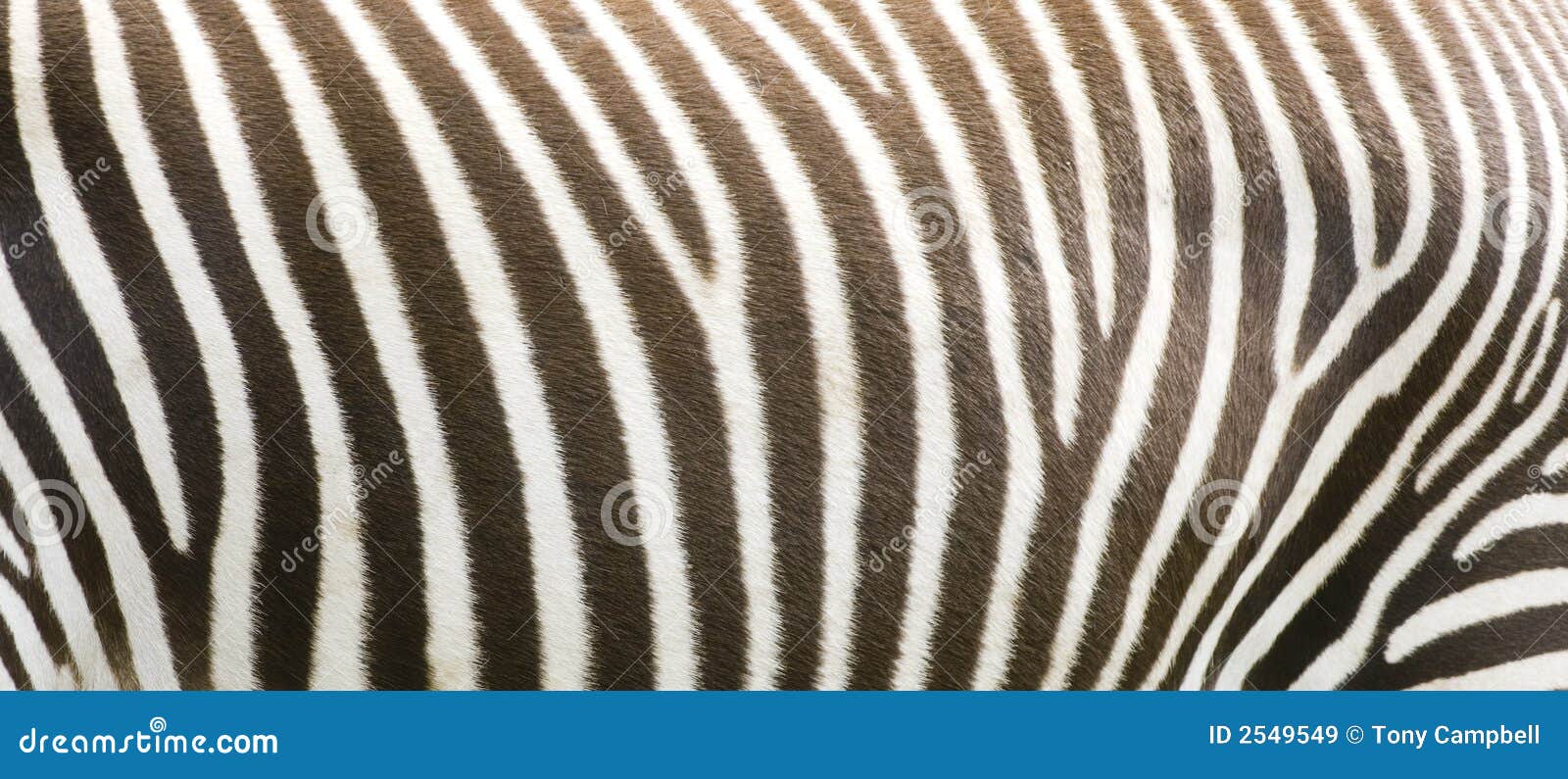 Rayas de la cebra imagen de archivo. Imagen de louis, cubo - 2549549