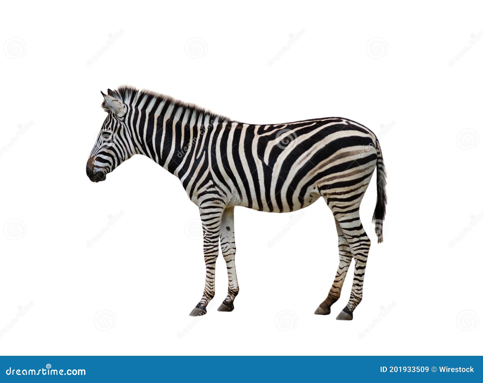 Rayas Zebra Aislada Sobre Fondo Blanco Stock de ilustración ...