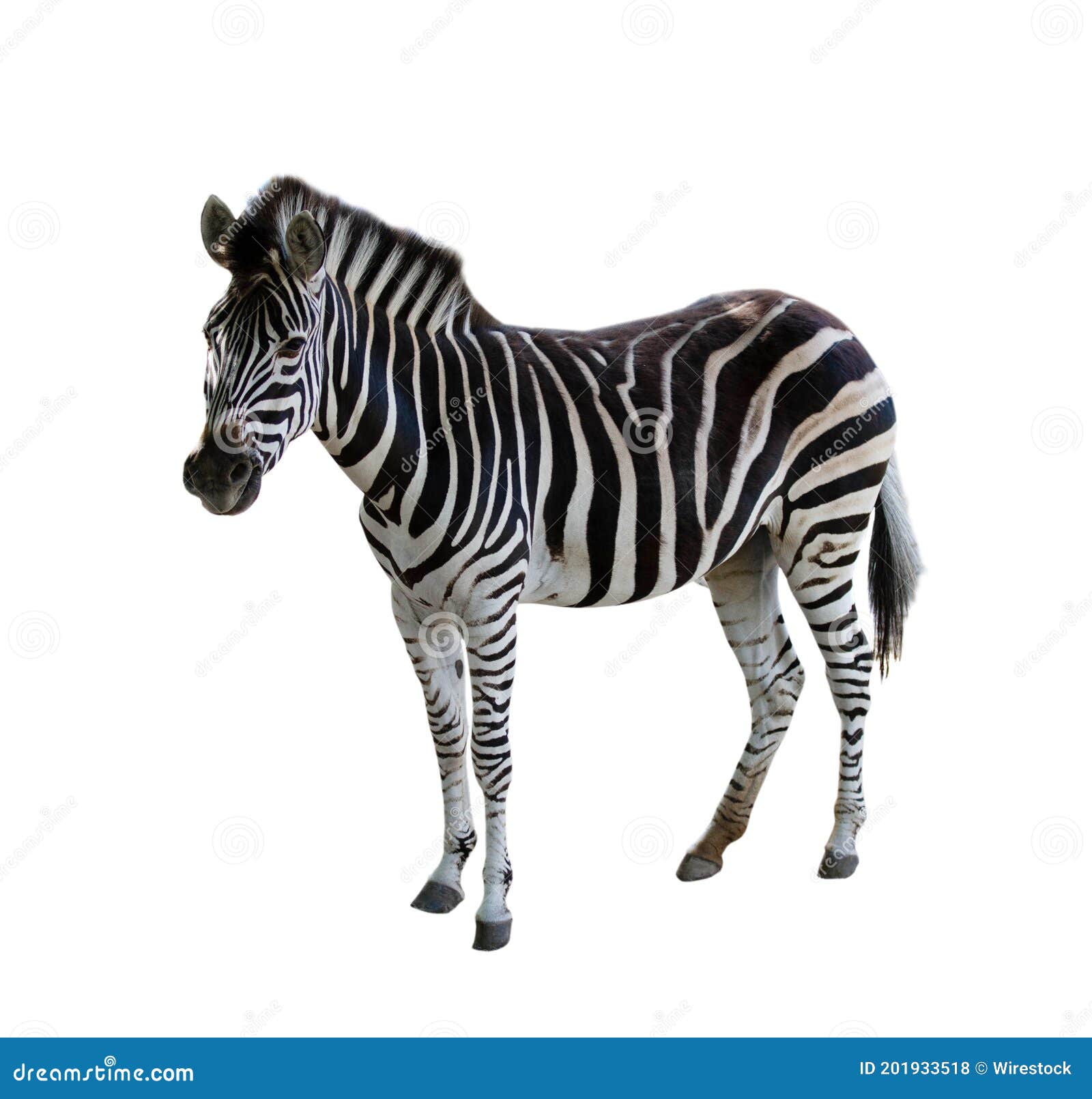 Rayas Zebra Aislada Sobre Fondo Blanco Foto de archivo - Imagen de ...