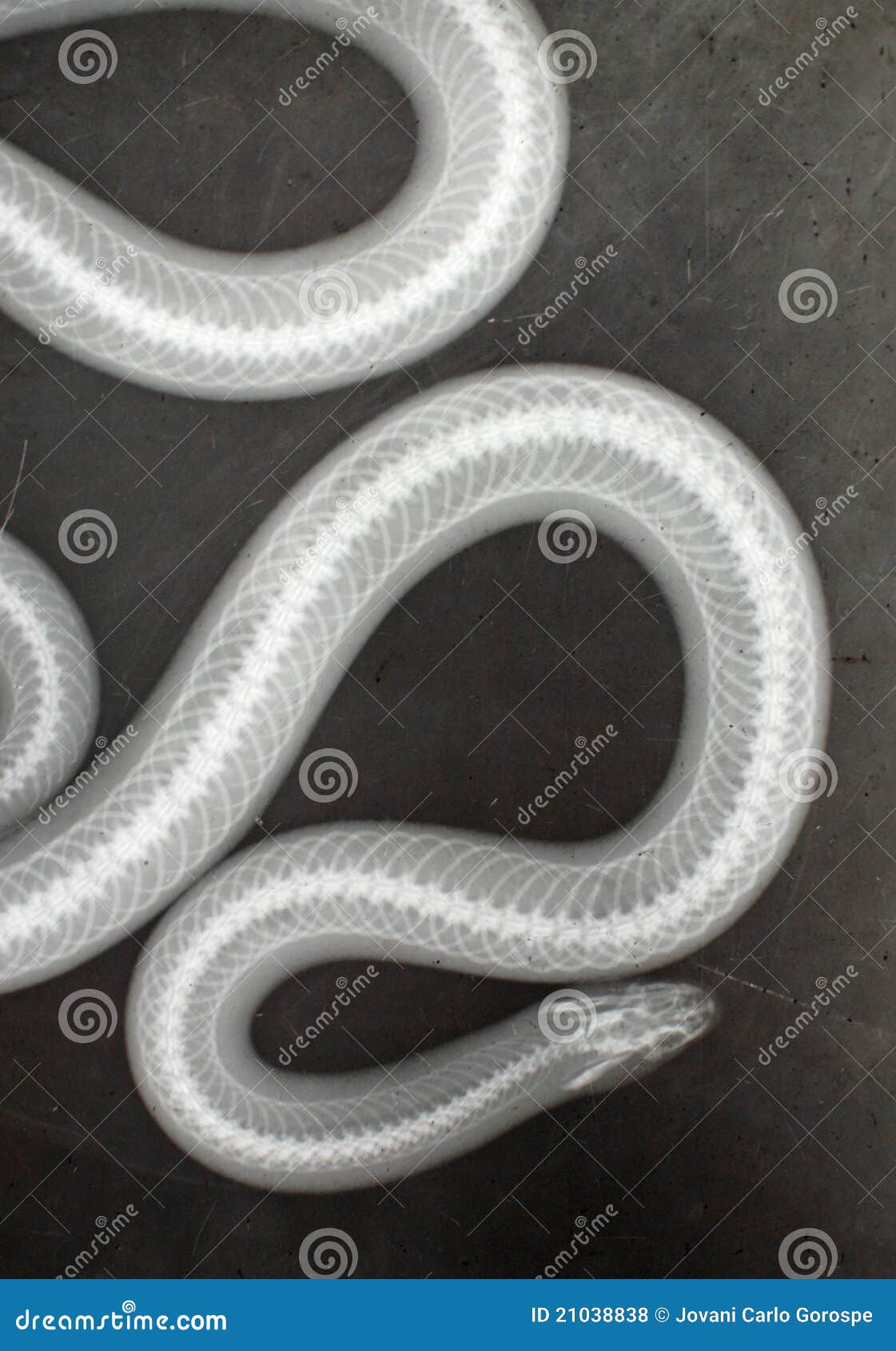 Rayo de la serpiente X foto de archivo. Imagen de salud - 21038838