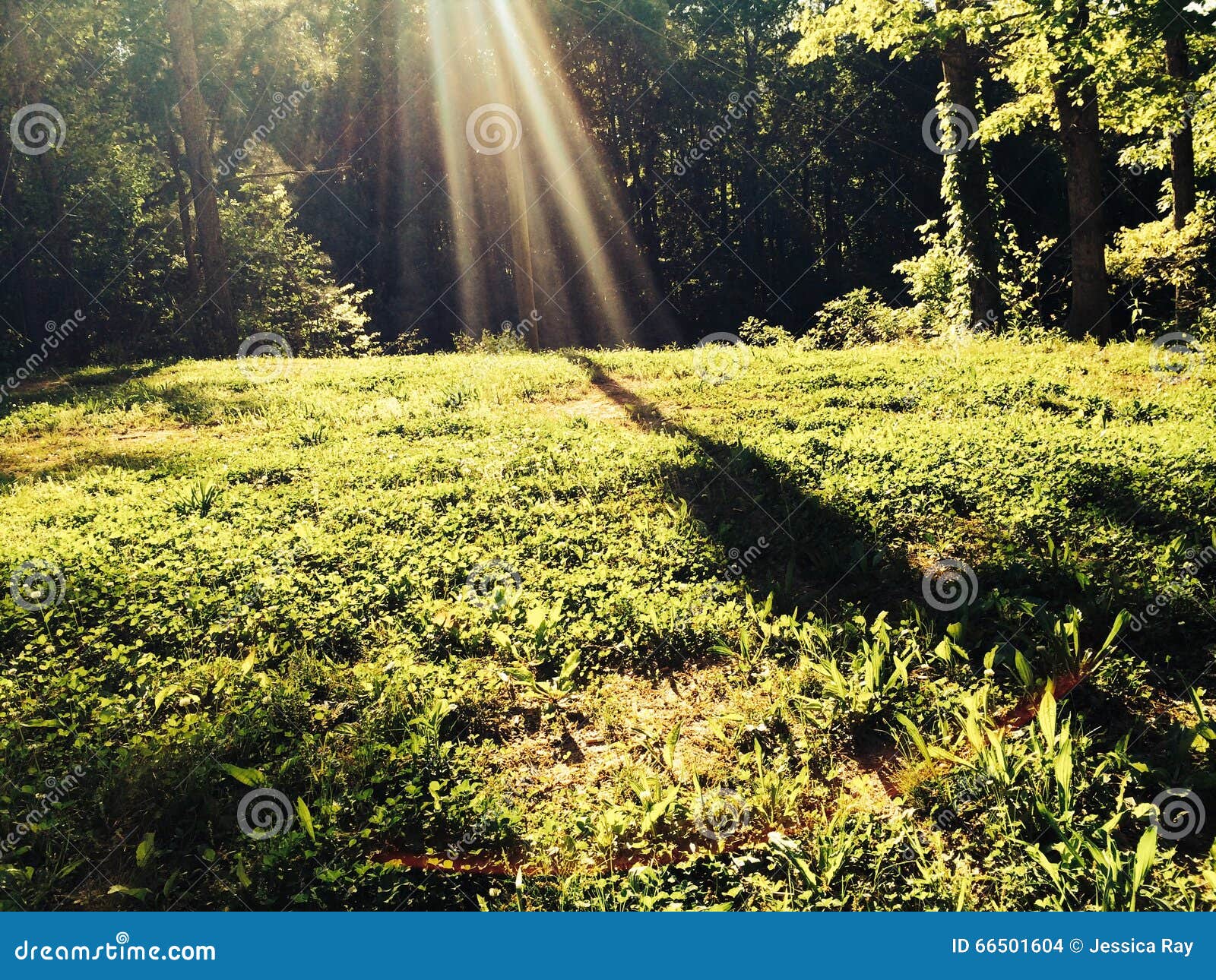 Rayo de la sol foto de archivo. Imagen de sunlight, verde - 66501604