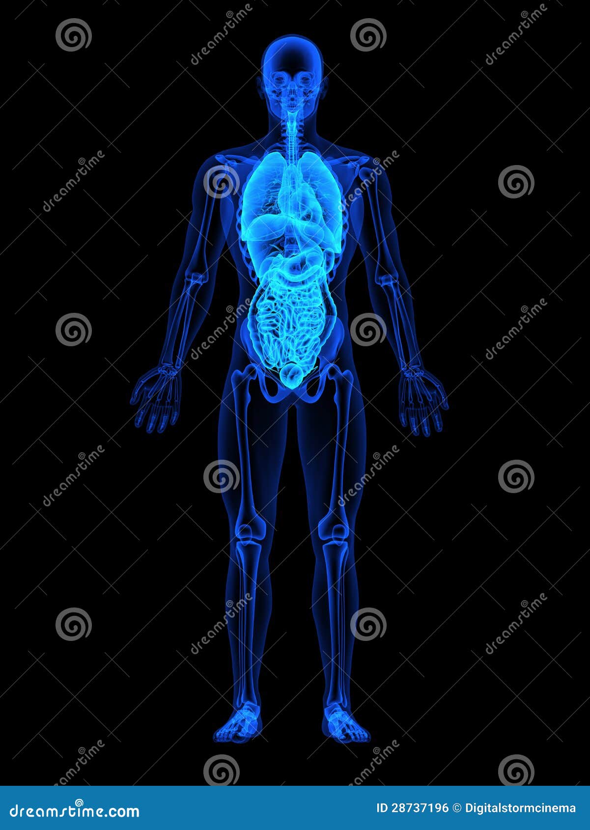 Rayon X humain illustration stock. Illustration du urgence - 28737196