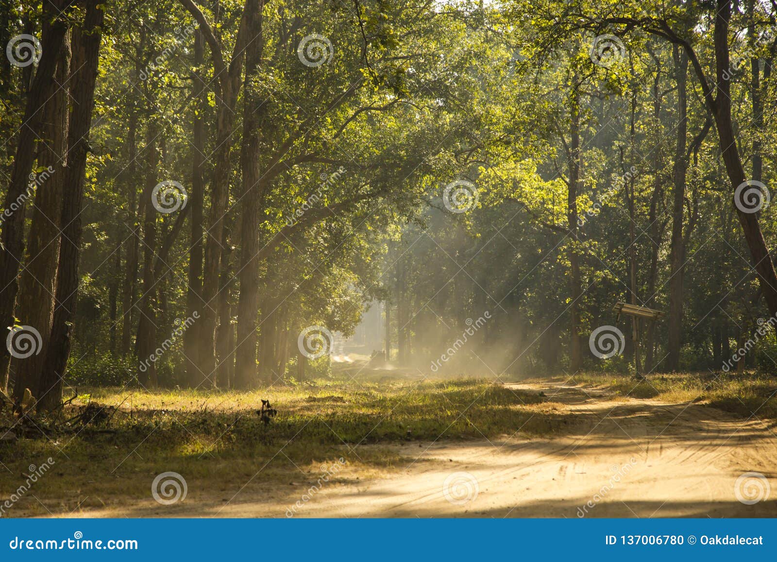 Rayos De Sol En Una Selva En La India Foto de archivo - Imagen de ...