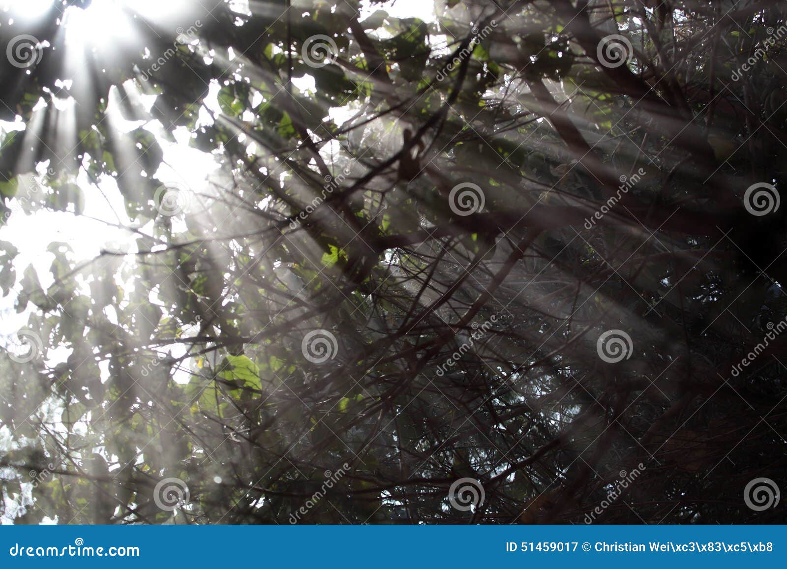 Rayos solares imagen de archivo. Imagen de bosque, exterior - 51459017
