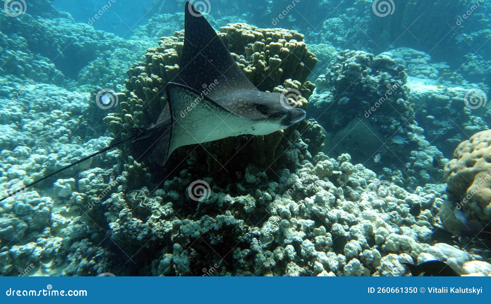 Rays Batoidea. Spotted Eagle Ray. Ordinary Spotted Orchak Stock Photo ...