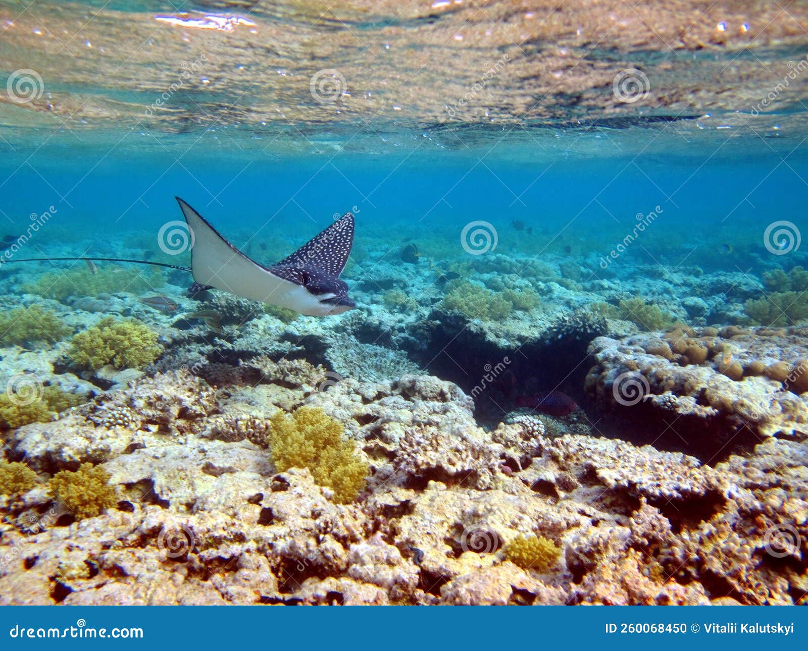 Rays Batoidea. Spotted Eagle Ray. Ordinary Spotted Orchak. Royalty-Free ...