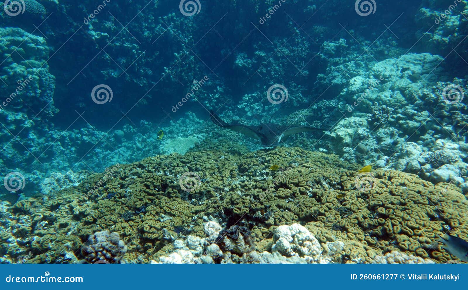 Rays Batoidea. Spotted Eagle Ray. Ordinary Spotted Orchak Stock Image ...
