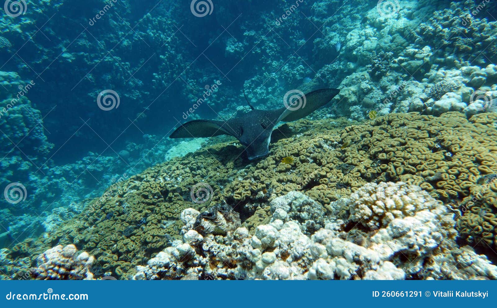 Rays Batoidea. Spotted Eagle Ray. Ordinary Spotted Orchak. Royalty-Free ...